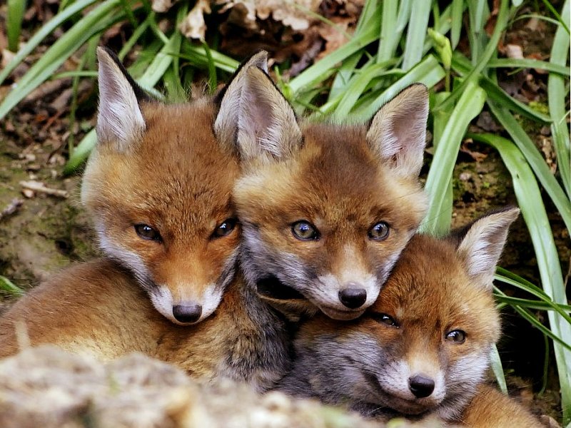 Fox cubs | Sussex Wildlife Trust